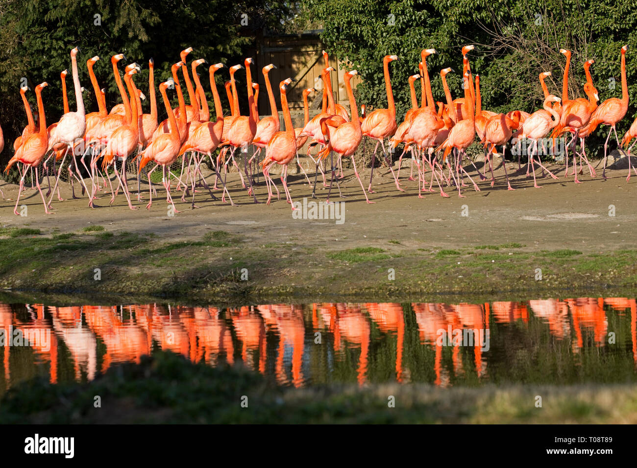 Flock of American flamingo, displaying courtship behaviour ...