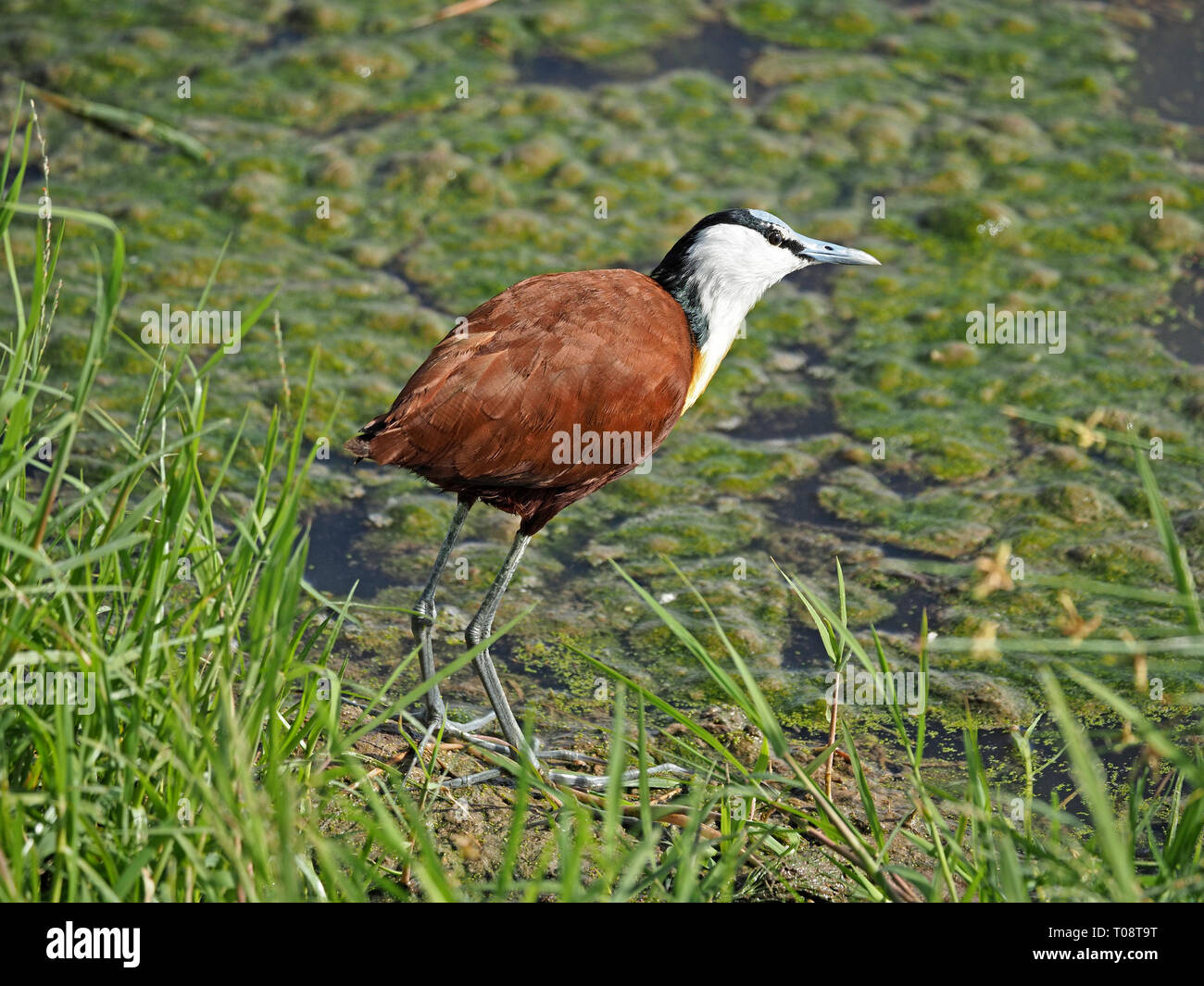 Lily trotter hi-res stock photography and images - Alamy