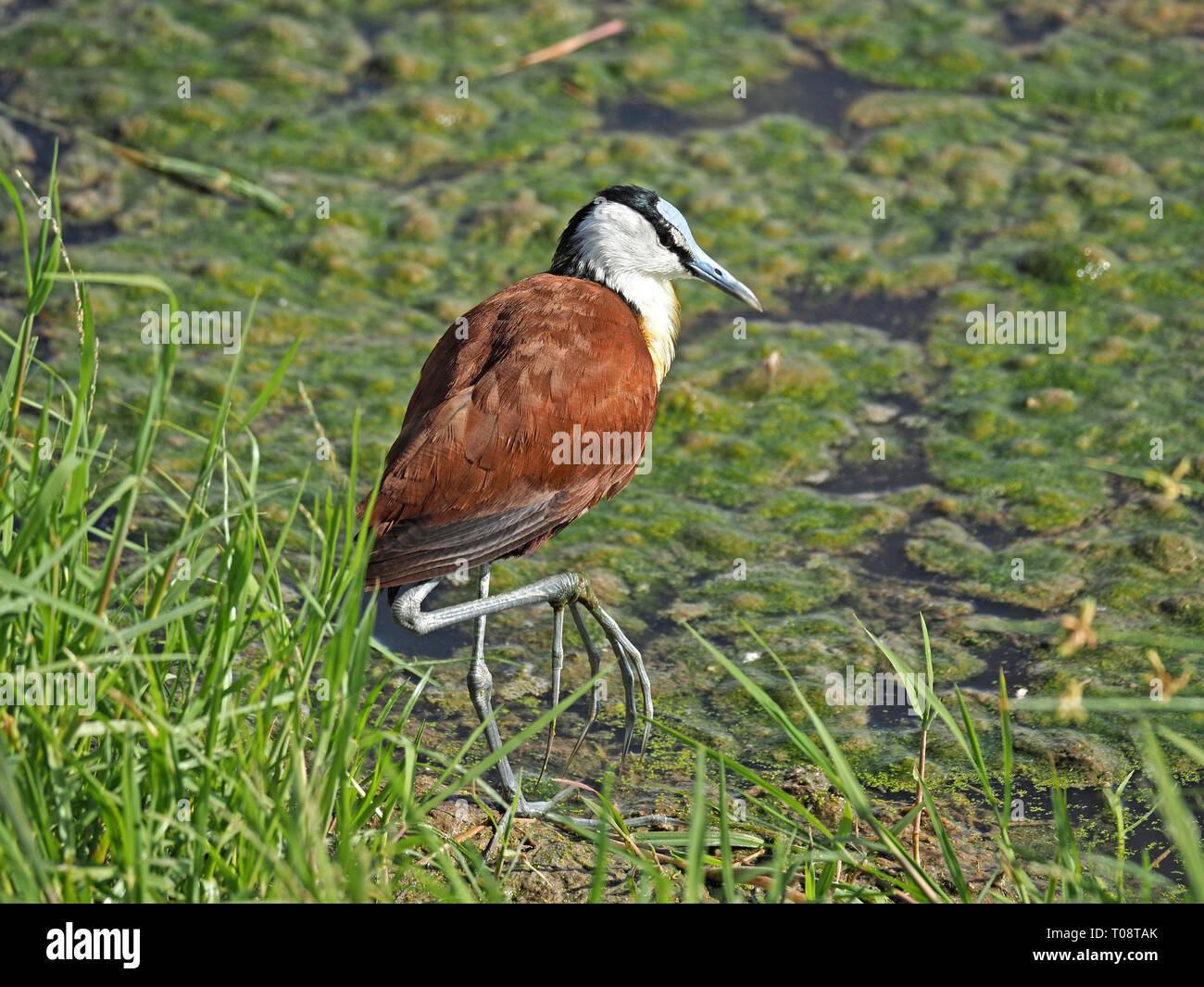 Lily trotter hi-res stock photography and images - Alamy