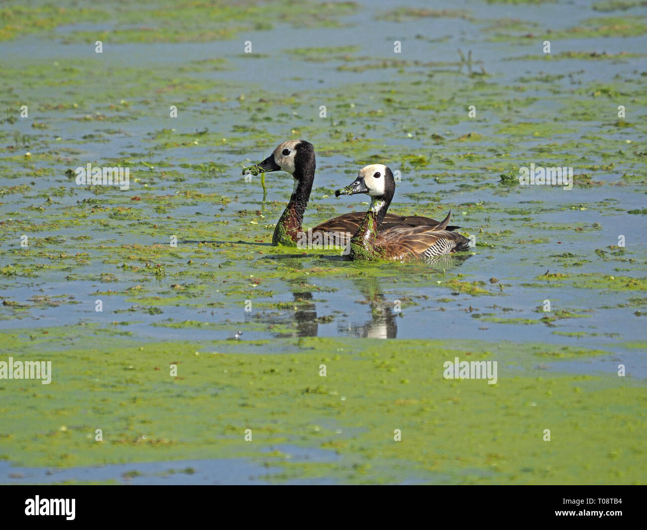 White-faced whistling duck ((Dendrocygna viduata), White Faced tree ...