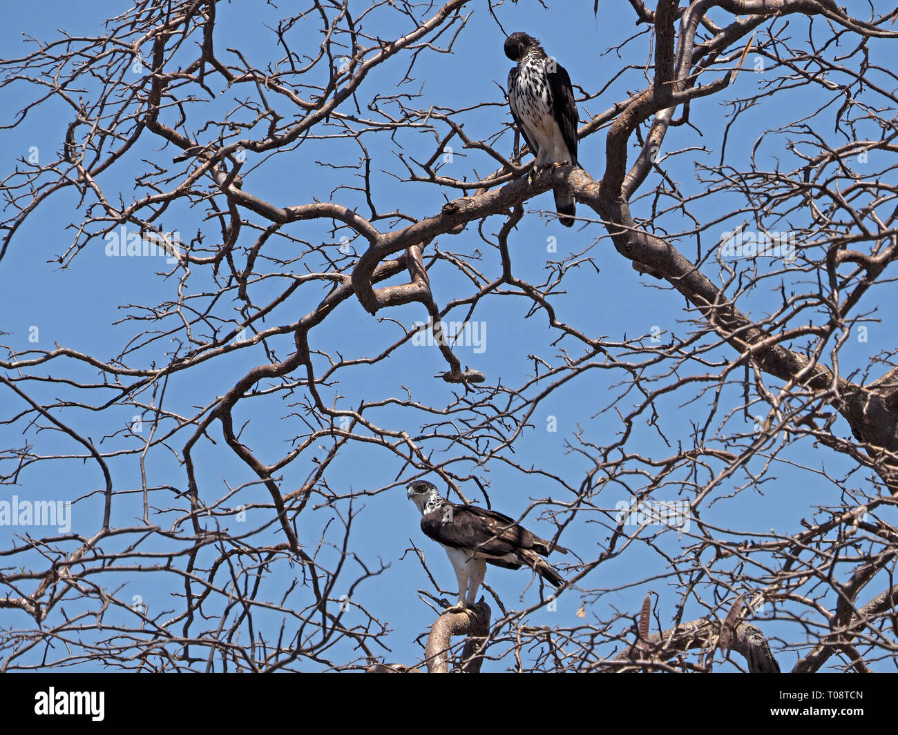 African hawk eagles hi-res stock photography and images - Alamy