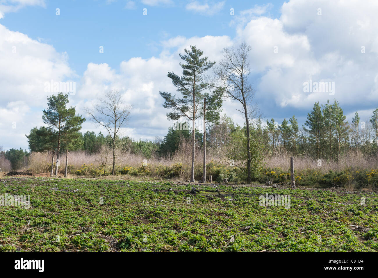 Forestry commission plantation hi-res stock photography and images - Alamy