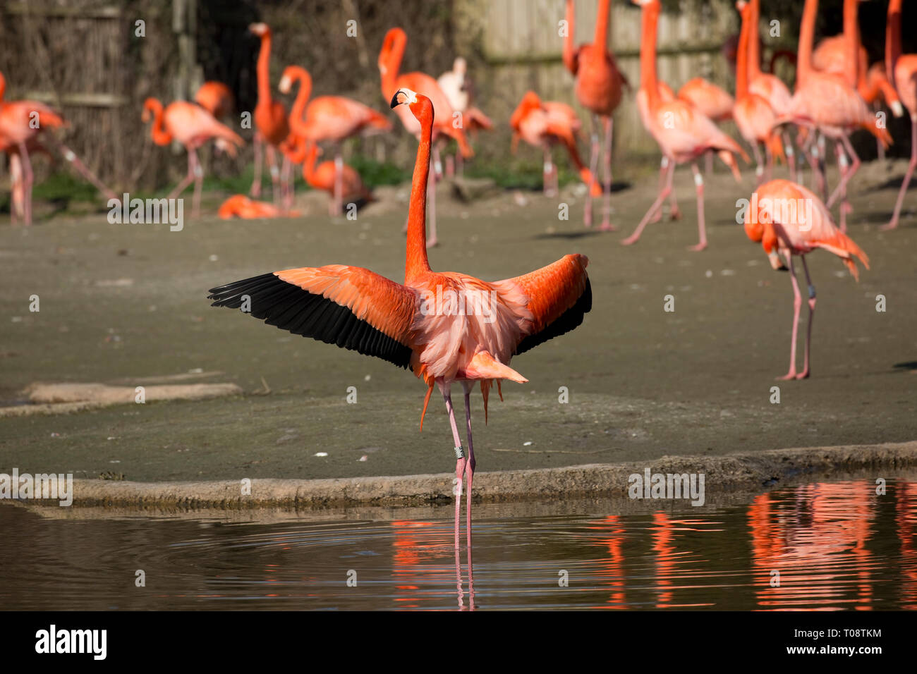 American flamingo, Phoenicopterus ruber, feeding, Wildfowl and Wetland ...