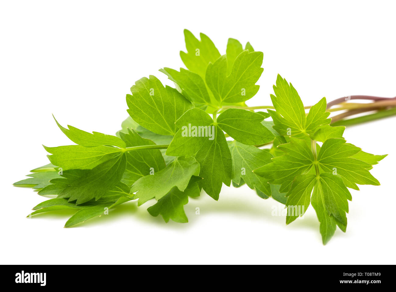 Fresh lovage (Levisticum officinale) isolated on white background Stock ...