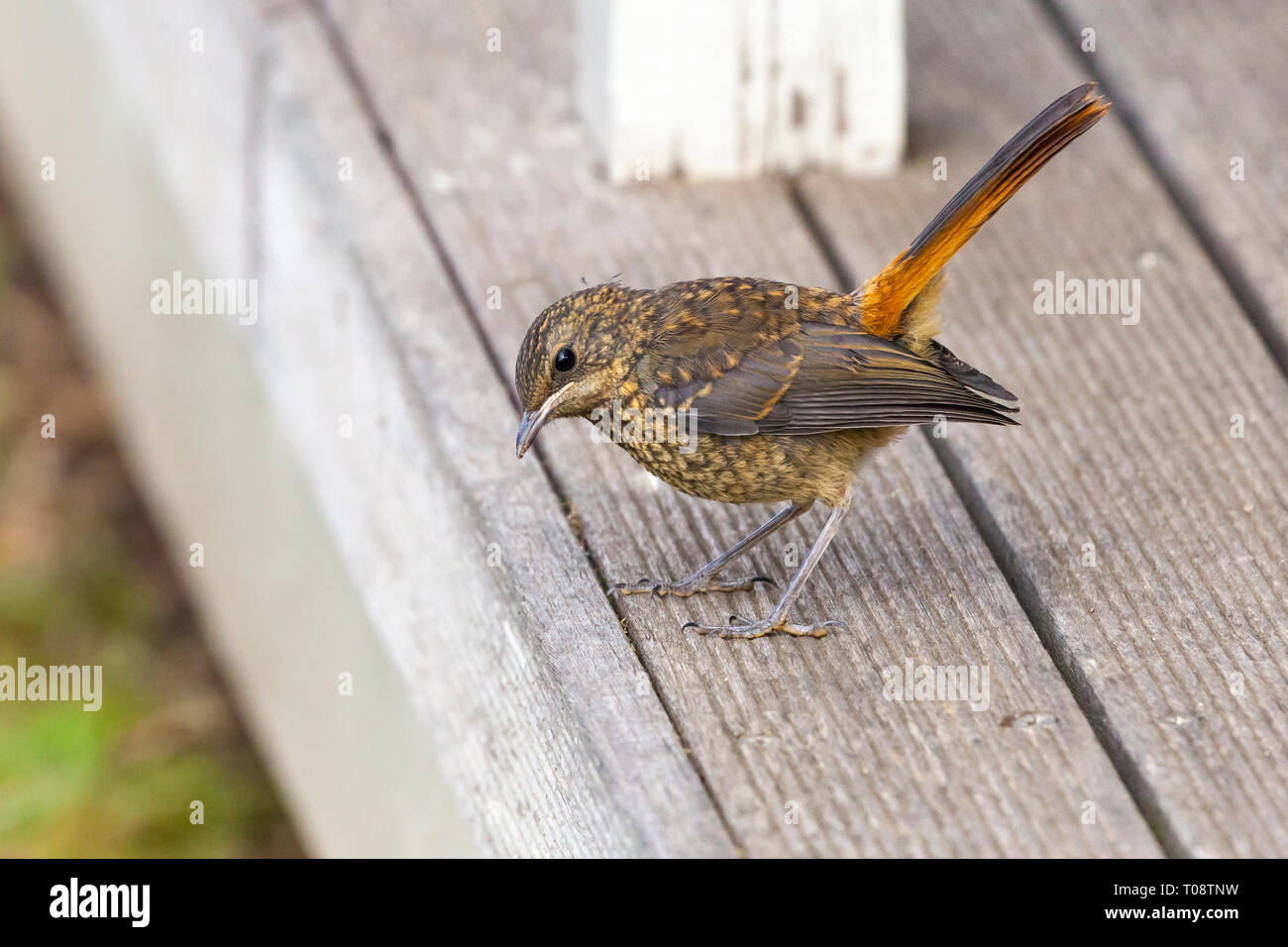 Juvenile brown speckled Cape Robin-chat (Cossypha caffra) standing with ...