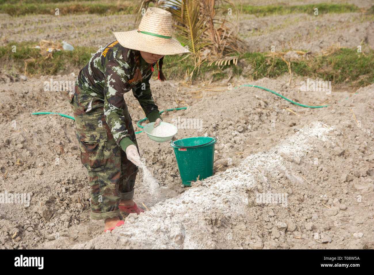 Woman gardeners put lime or calcium hydroxide into the soil to ...