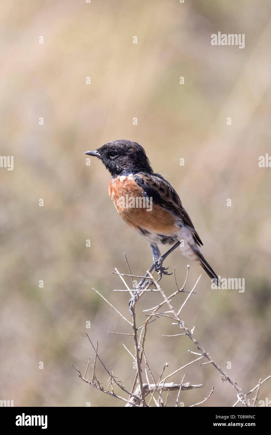 Male african stonechat hi-res stock photography and images - Alamy