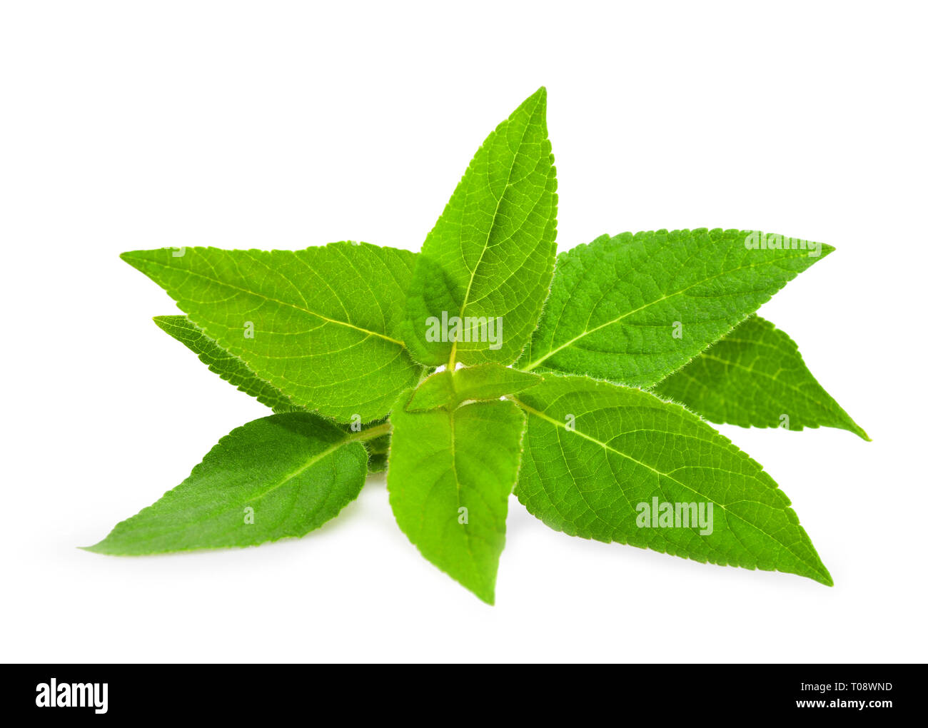 Scarlet salvia Cut Out Stock Images & Pictures - Alamy