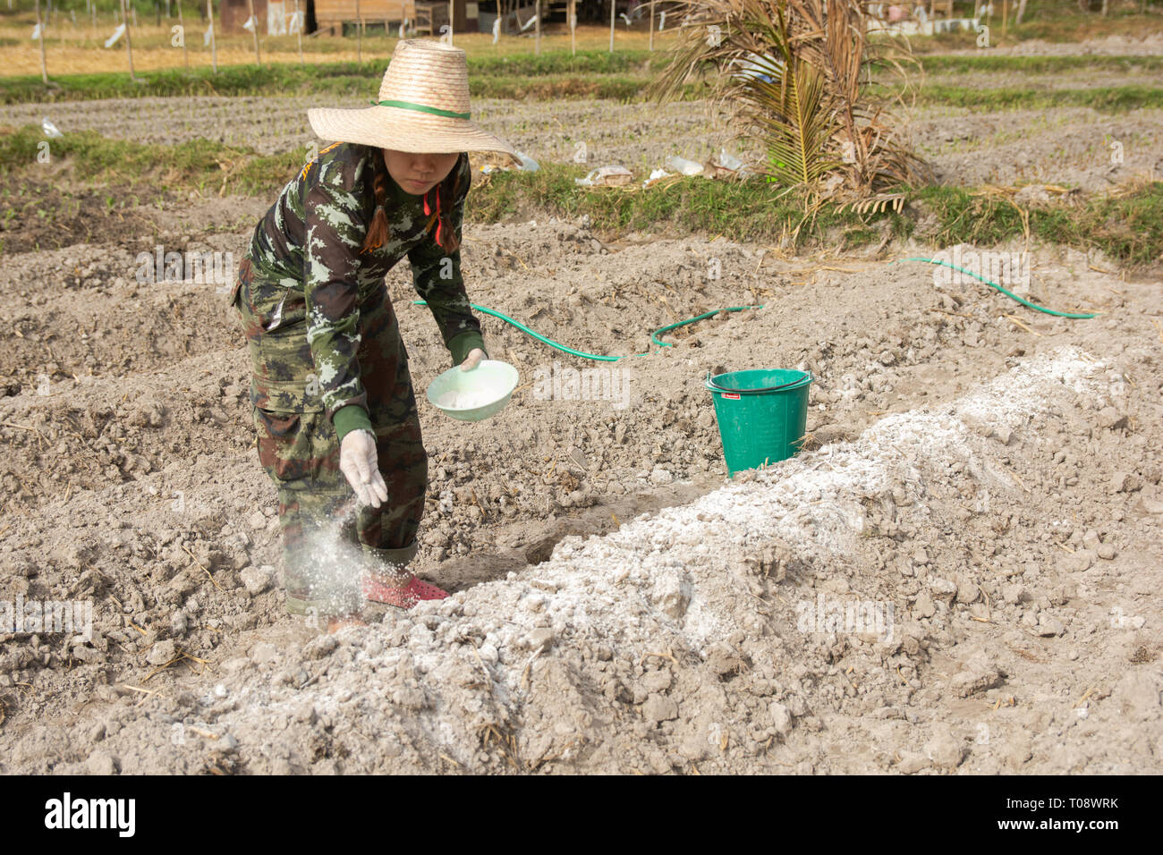 Woman gardeners put lime or calcium hydroxide into the soil to ...