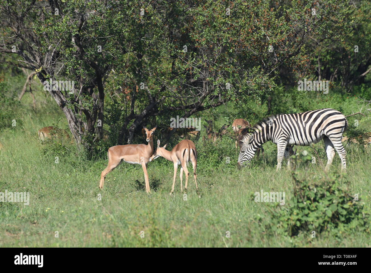 Zebra and impala hi-res stock photography and images - Alamy
