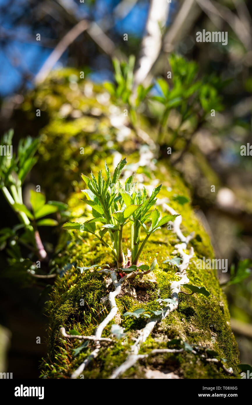 Small plant grows on the bark of a tree trunk brightly lit by the sun ...