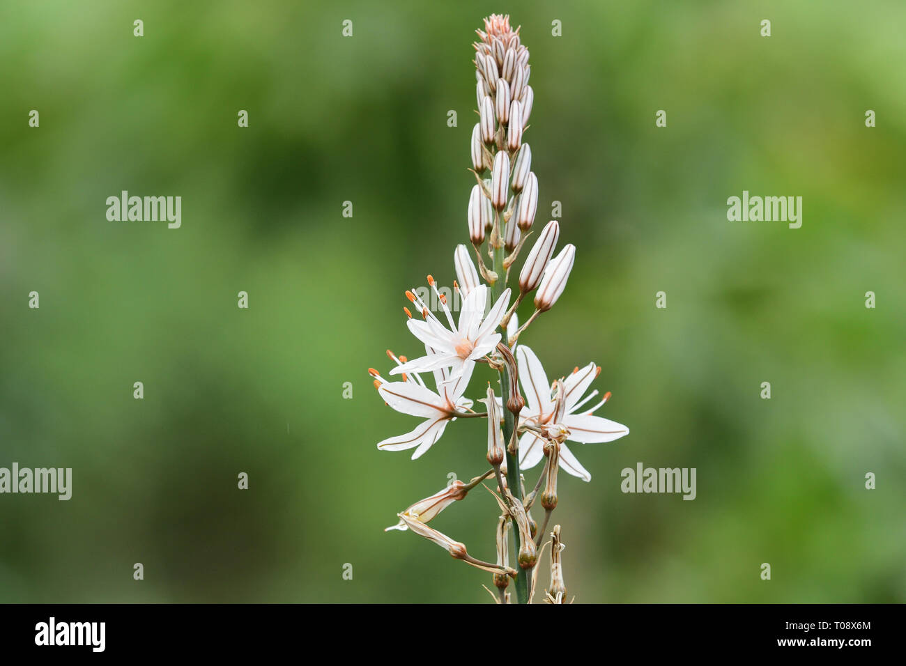 Asphodelus alba hi-res stock photography and images - Alamy