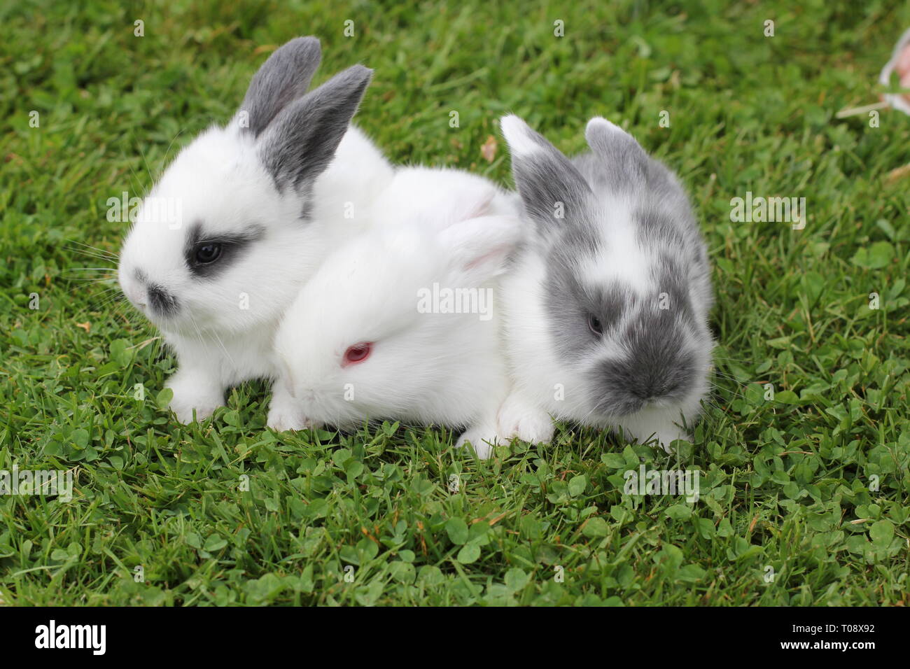 Three white baby rabbits in the grass Stock Photo - Alamy
