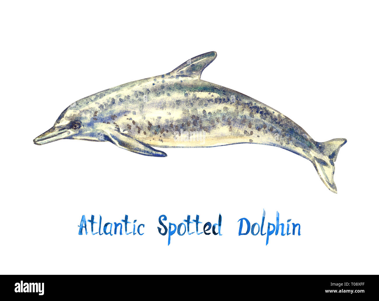 Atlantic spotted dolphin, isolated on white background hand painted ...