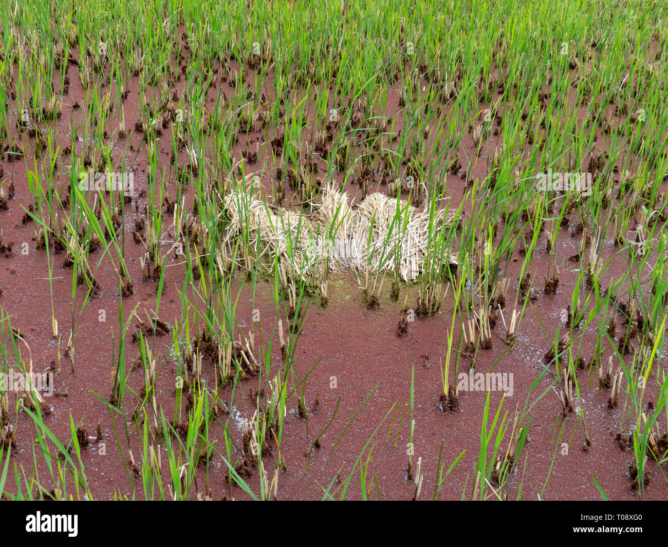 Chinese crops in asia hi-res stock photography and images - Alamy
