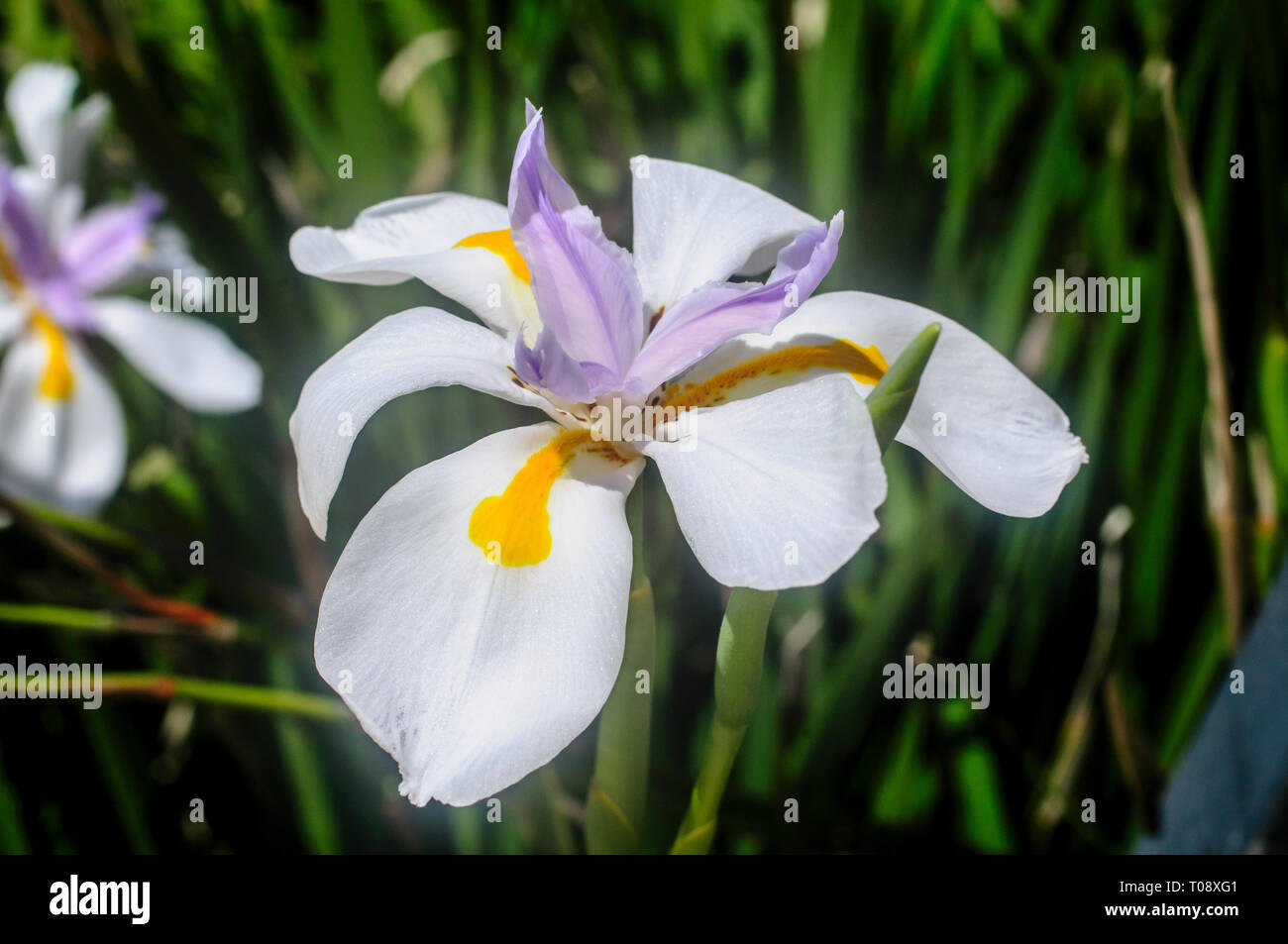 Dietes grandiflora (common names are large wild iris, fairy iris ...