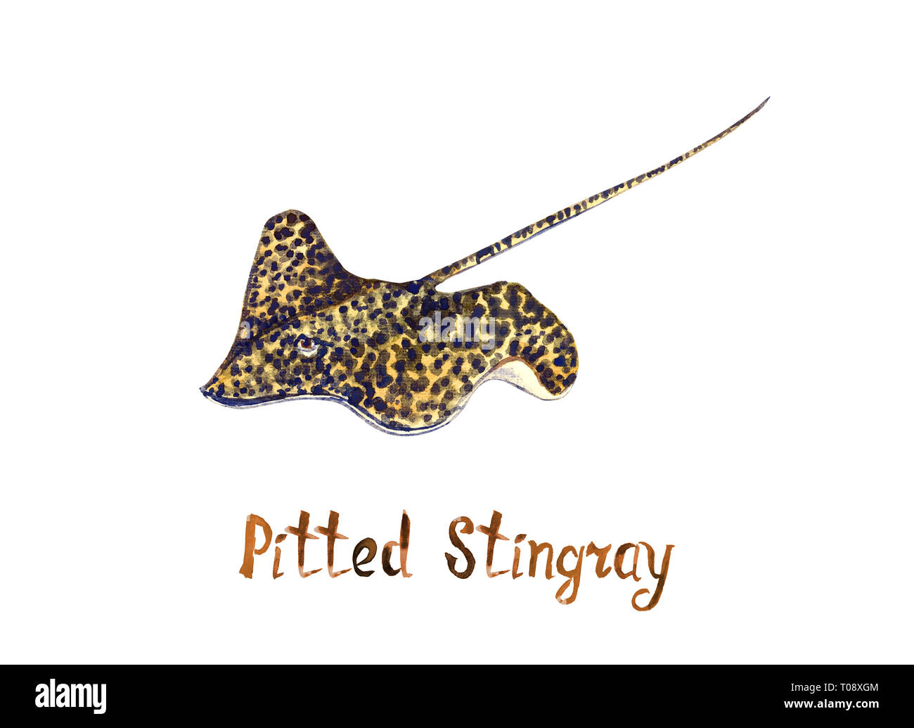 Pitted stingray, isolated on white background hand painted watercolor ...