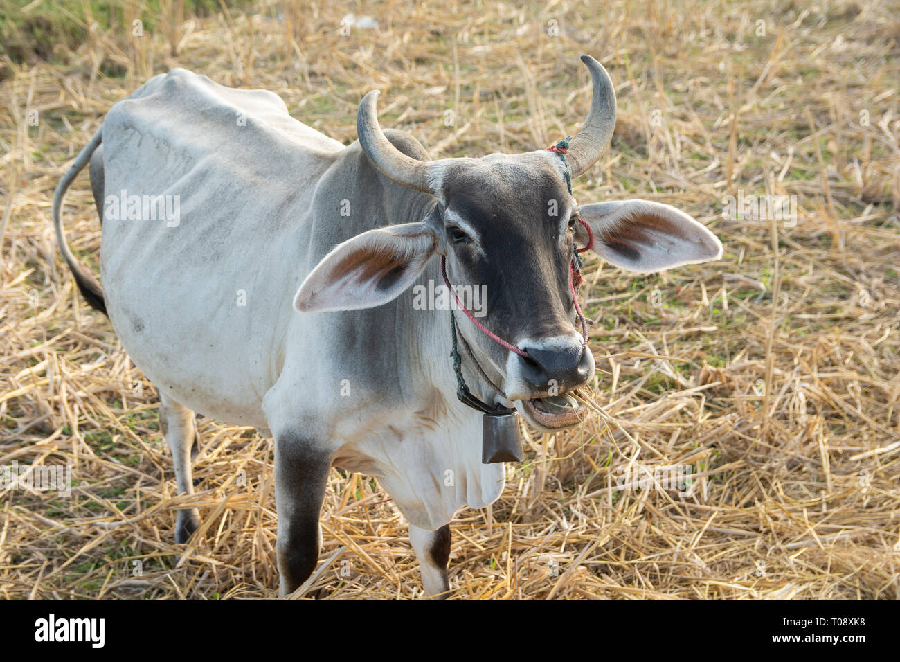 white cow on field Stock Photo - Alamy
