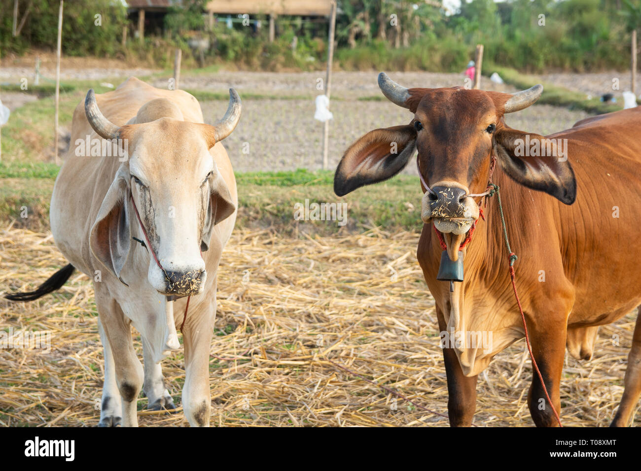 Two white and brown cow on field Stock Photo - Alamy