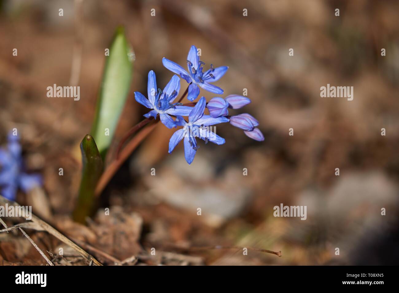Blue scilla hi-res stock photography and images - Alamy