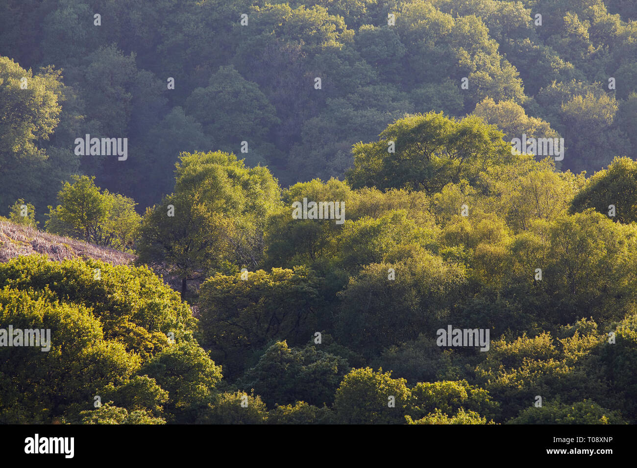 Ancient woodland in the Dart Valley, seen from Bench Tor, near Holne ...