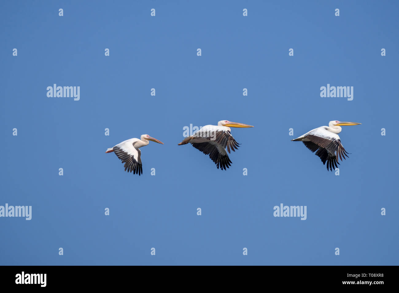 Flock pelicans flying silhouette hi-res stock photography and images ...