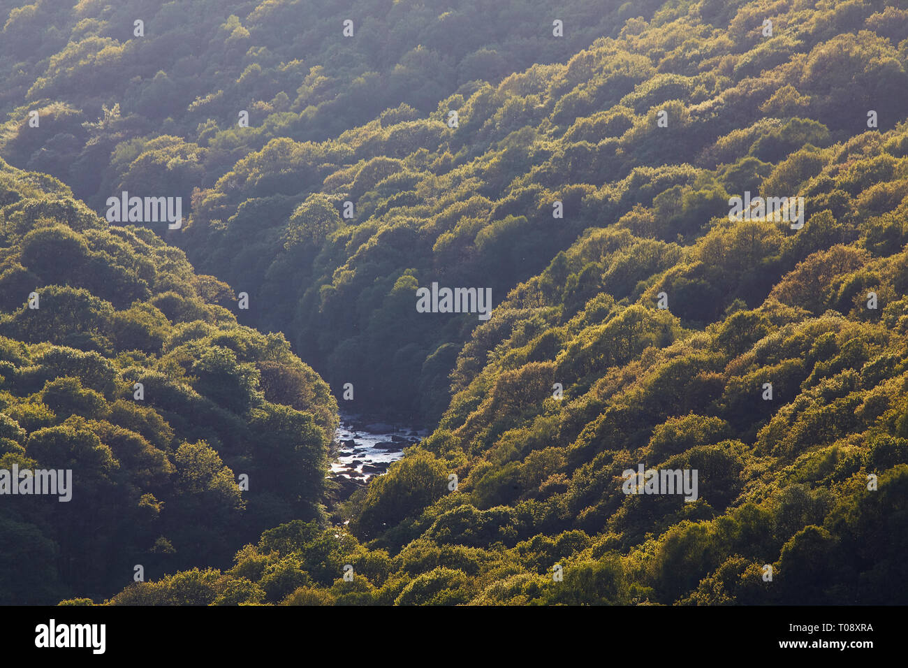 Ancient woodland in the Dart Valley, seen from Bench Tor, near Holne ...