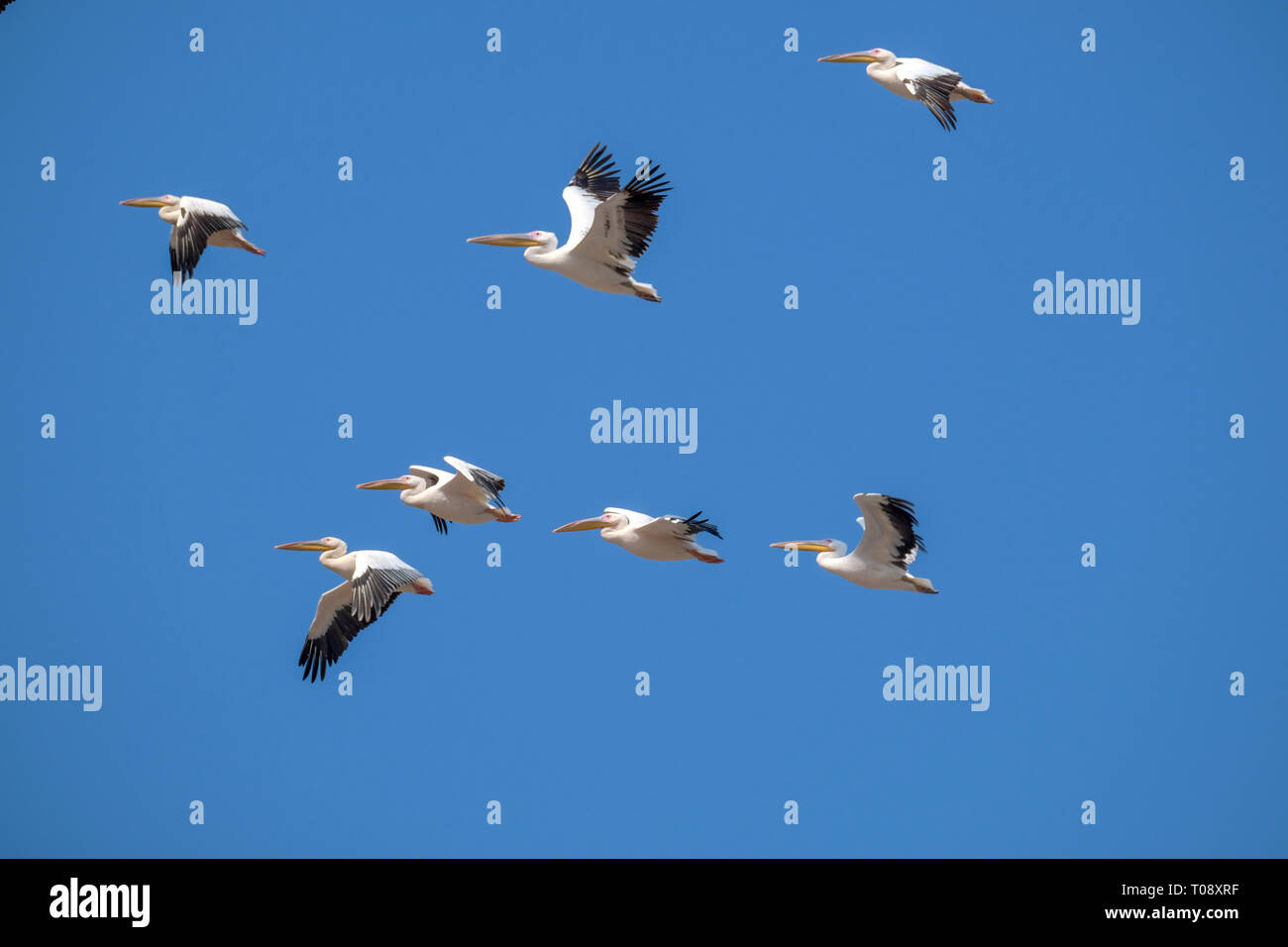 Flock pelicans flying silhouette hi-res stock photography and images ...