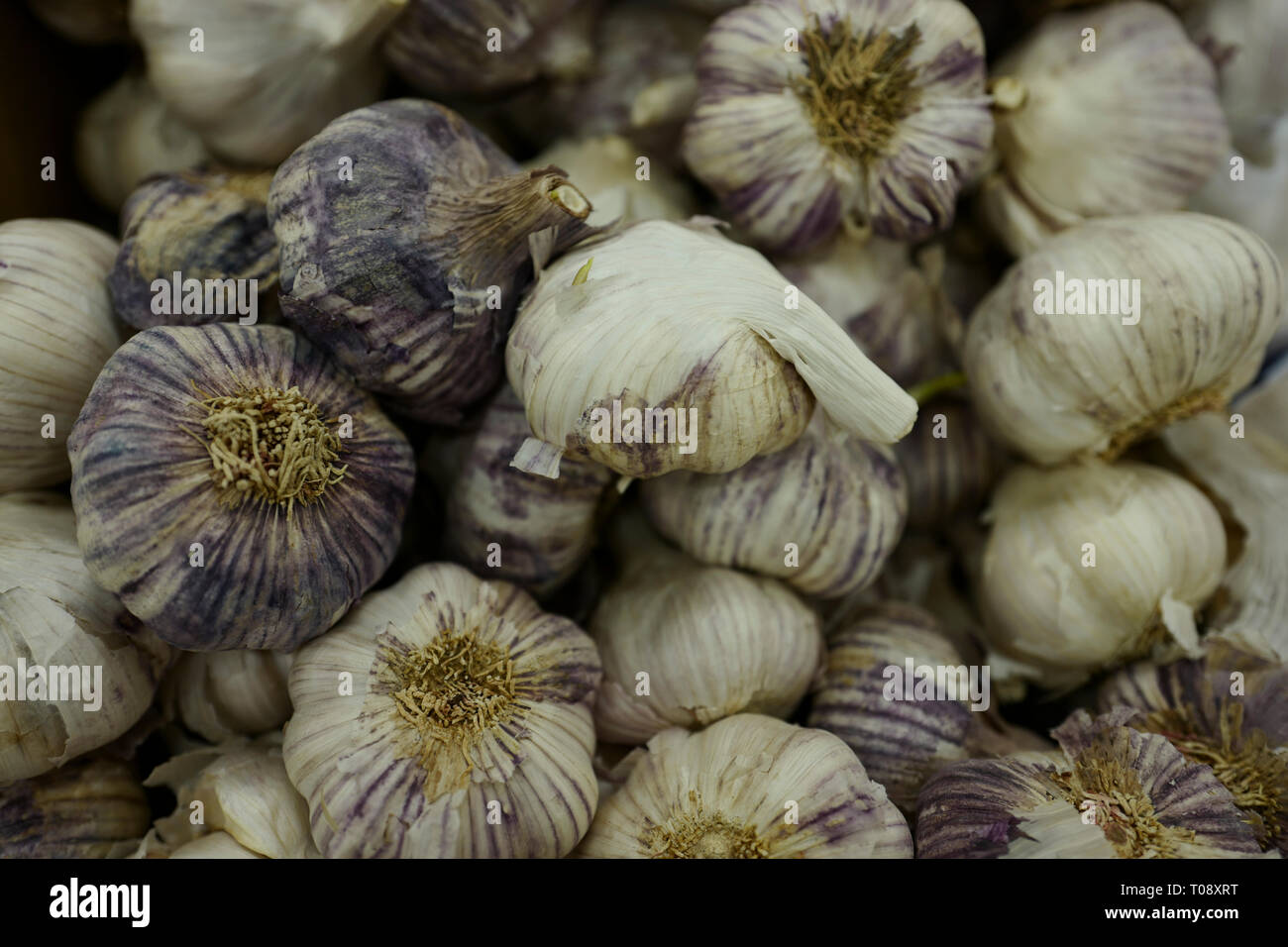 Allium Sativum Dry High Resolution Stock Photography and Images - Alamy
