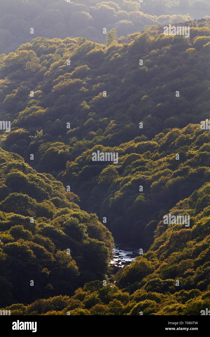 Ancient woodland in the Dart Valley, seen from Bench Tor, near Holne ...