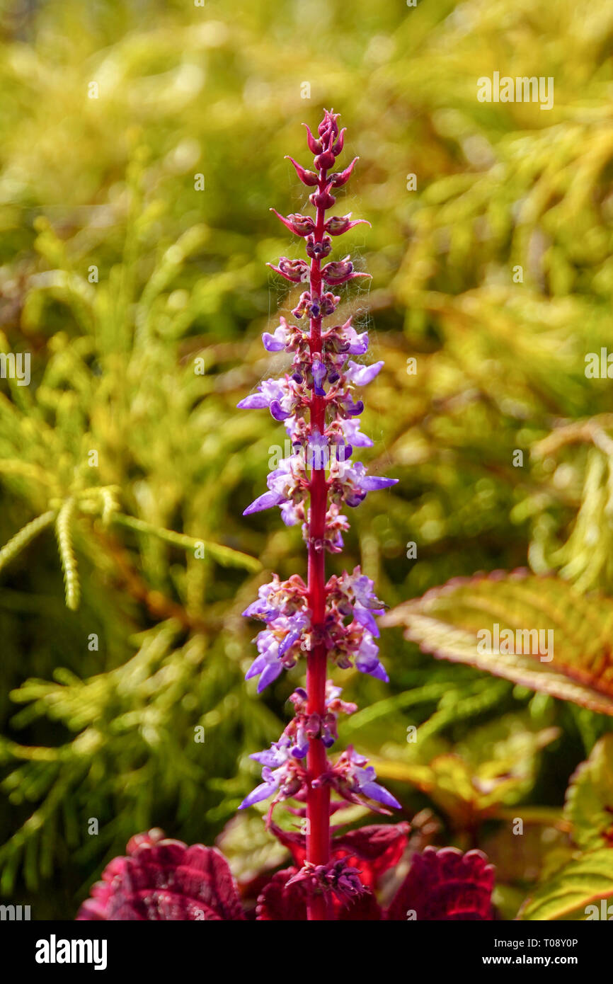 Purple flowering stem. Photographed in Osaka Japan Stock Photo - Alamy