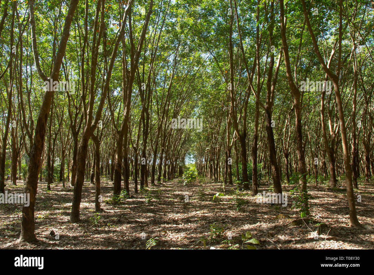 Row of para rubber tree. Rubber plantation background Stock Photo - Alamy