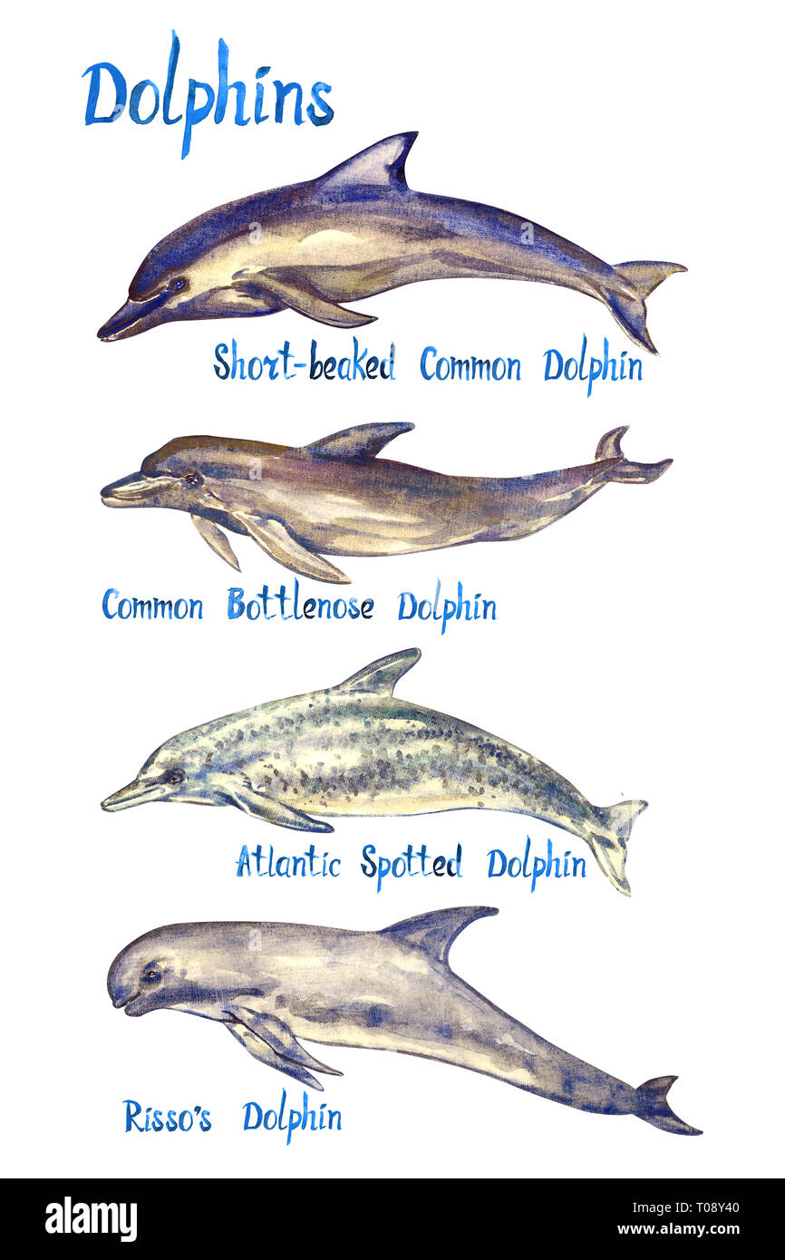 Short Beaked Common Dolphin