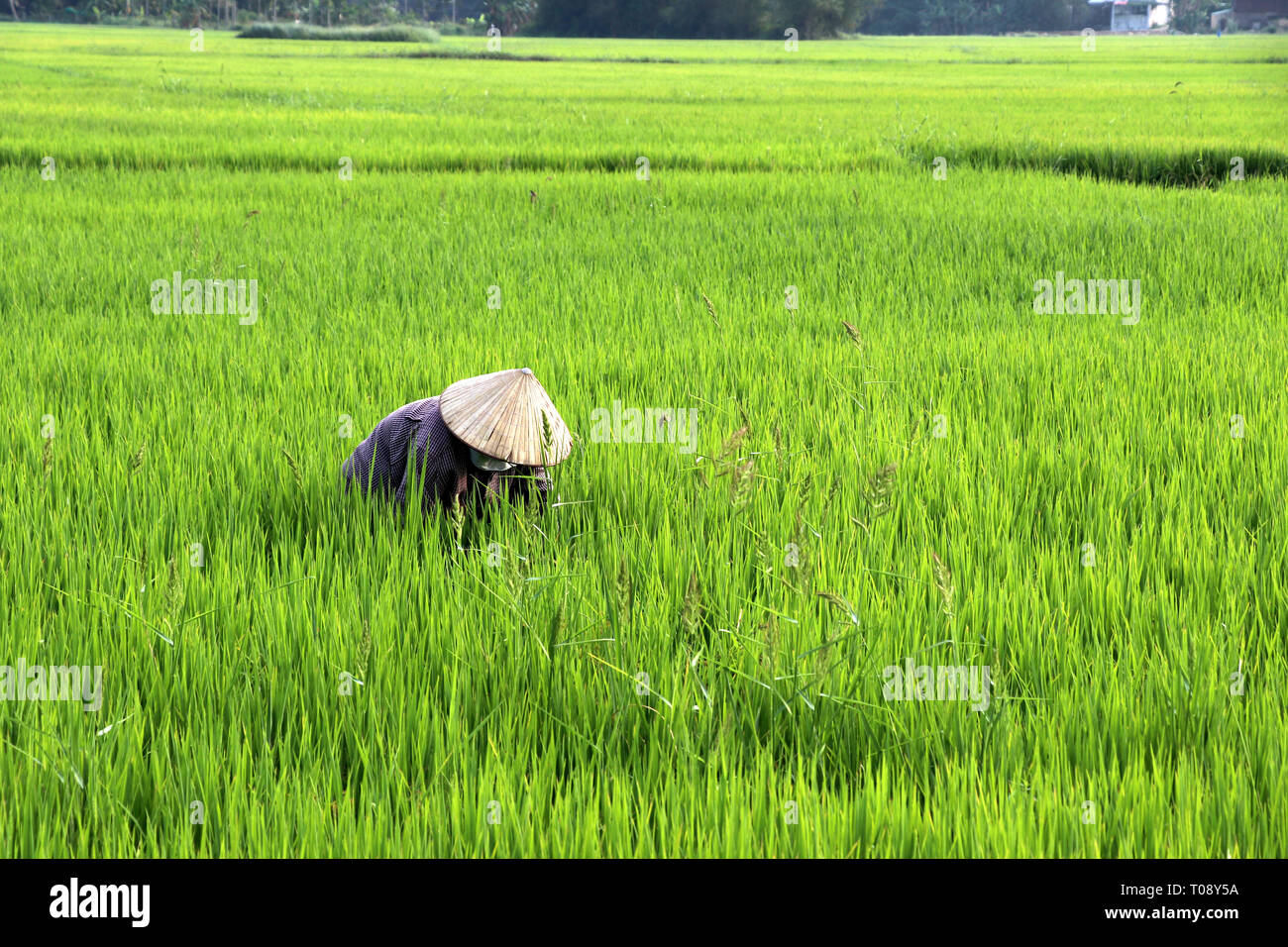 Rice farmer at harvest - Vietnam Asia Stock Photo - Alamy