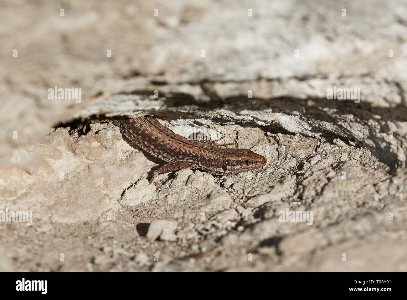 Scared lizard hi-res stock photography and images - Alamy