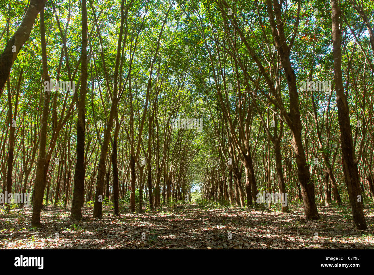 Para rubber trees hi-res stock photography and images - Alamy