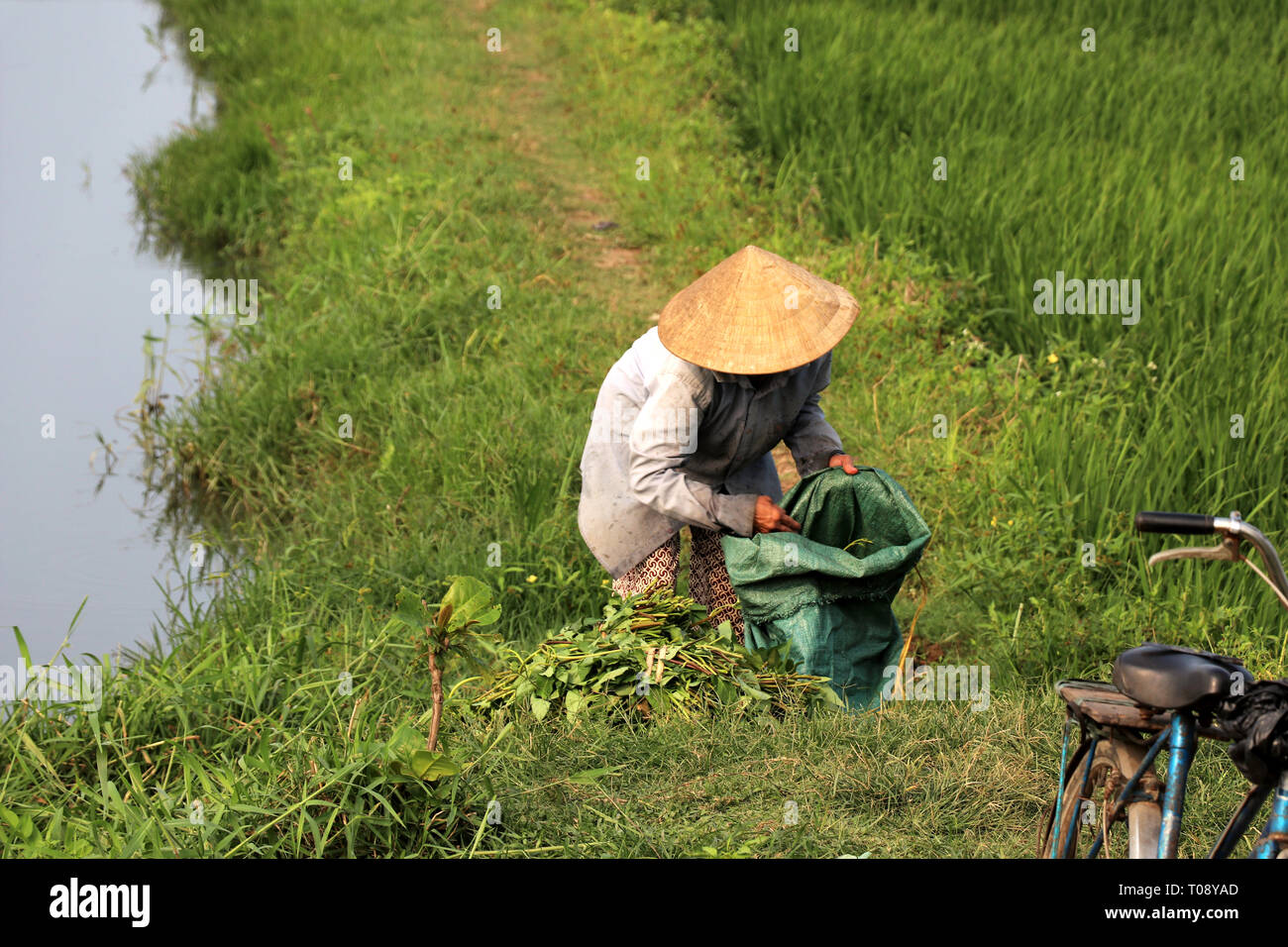 Rice farmer at harvest - Vietnam Asia Stock Photo - Alamy
