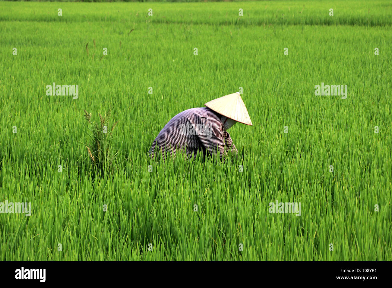 Rice farmer at harvest - Vietnam Asia Stock Photo - Alamy