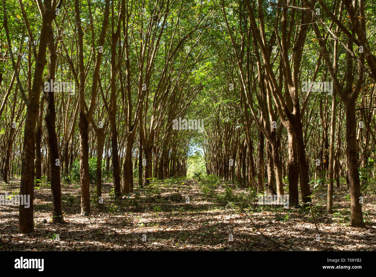 Row of para rubber tree. Rubber plantation background Stock Photo - Alamy