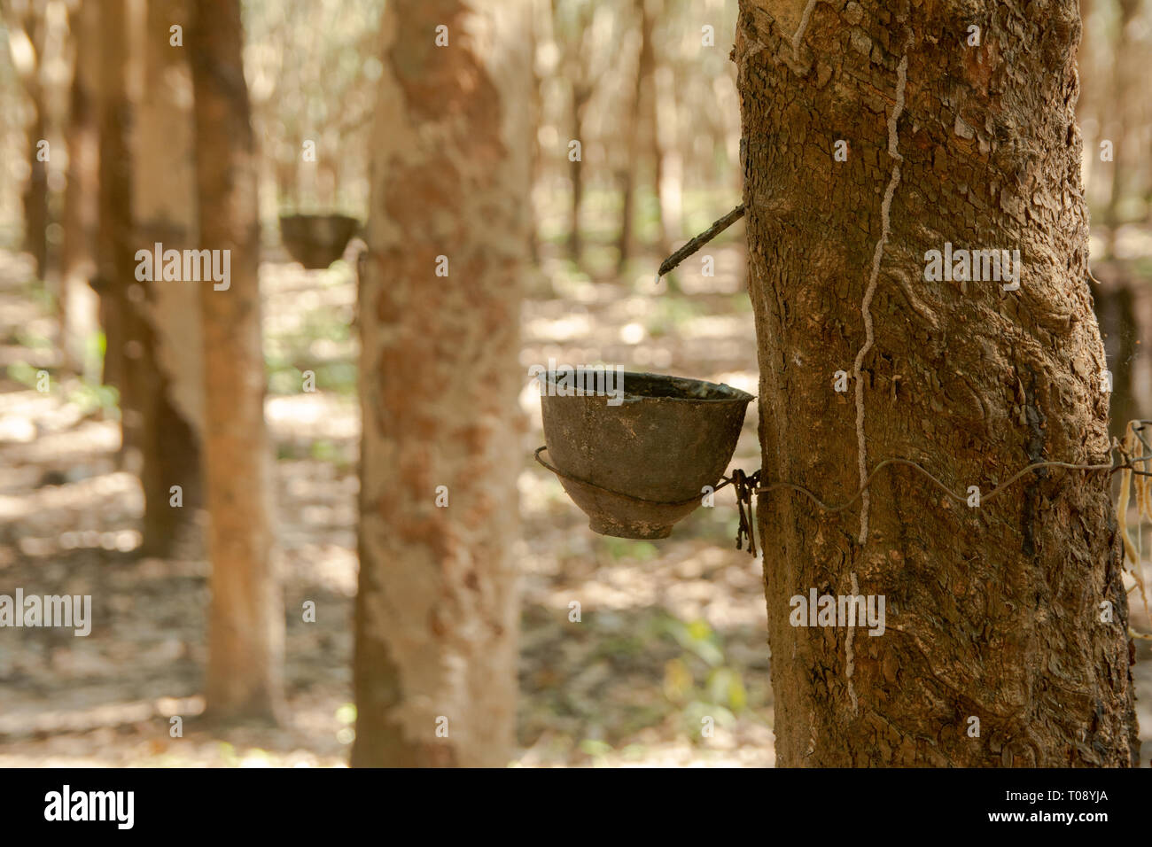 Rubber tree and plastic bowl filled with latex in rubber plantation ...