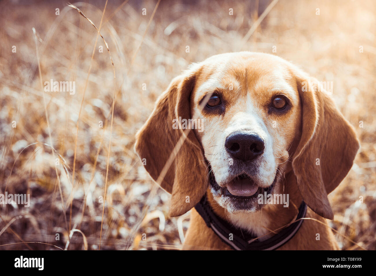 Human Teeth Smiling Beagle