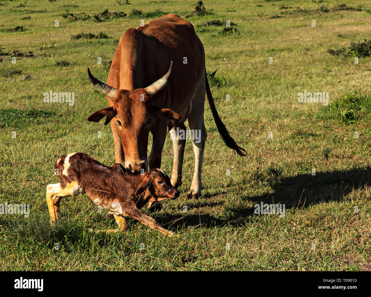 The first born child hi-res stock photography and images - Alamy