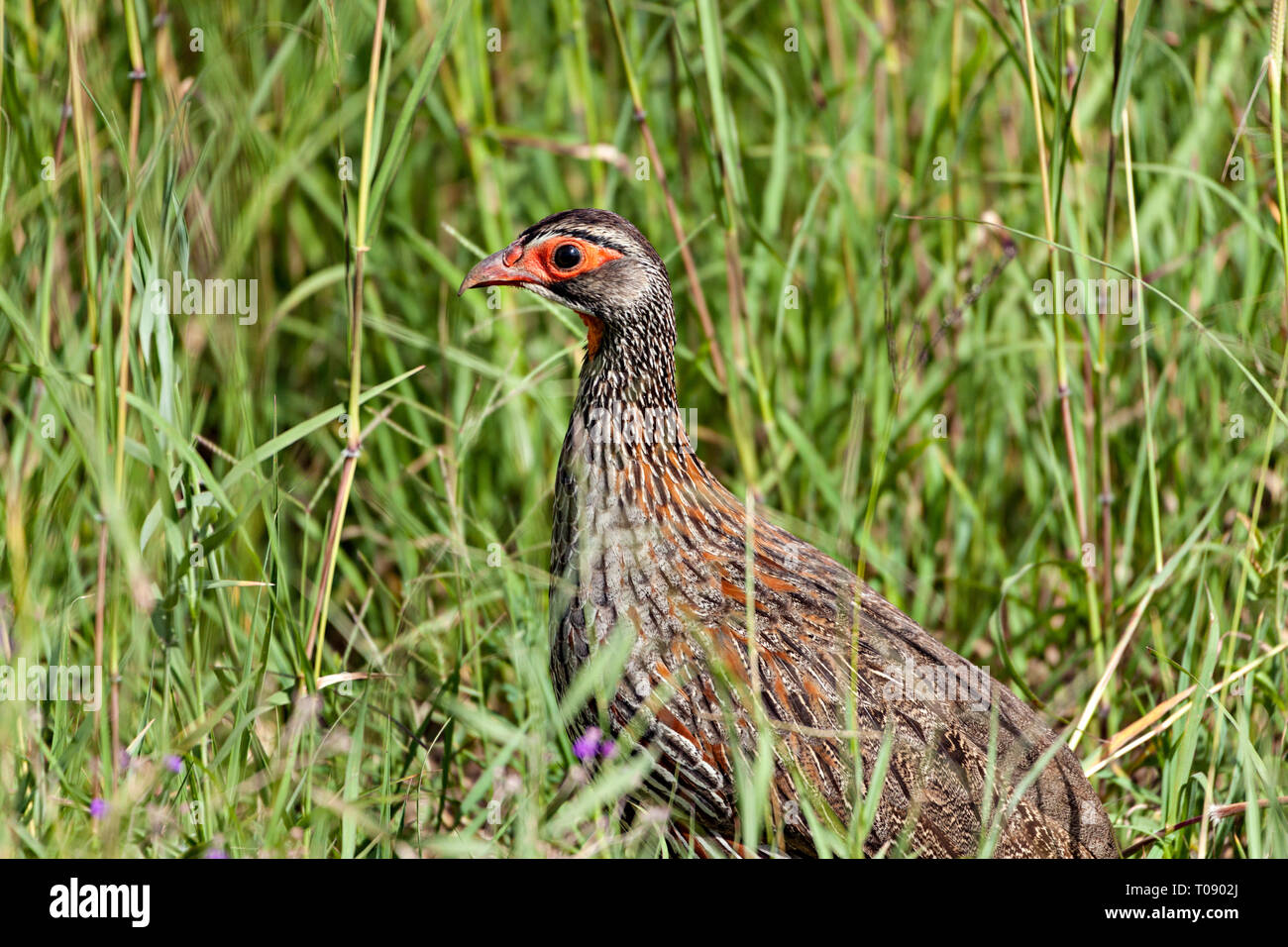 Grey francolin bird hi-res stock photography and images - Alamy