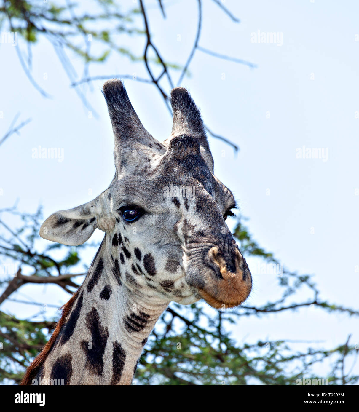Masai giraffe face hi-res stock photography and images - Alamy