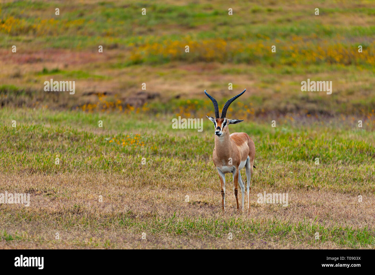 Gazelle horns hi-res stock photography and images - Alamy