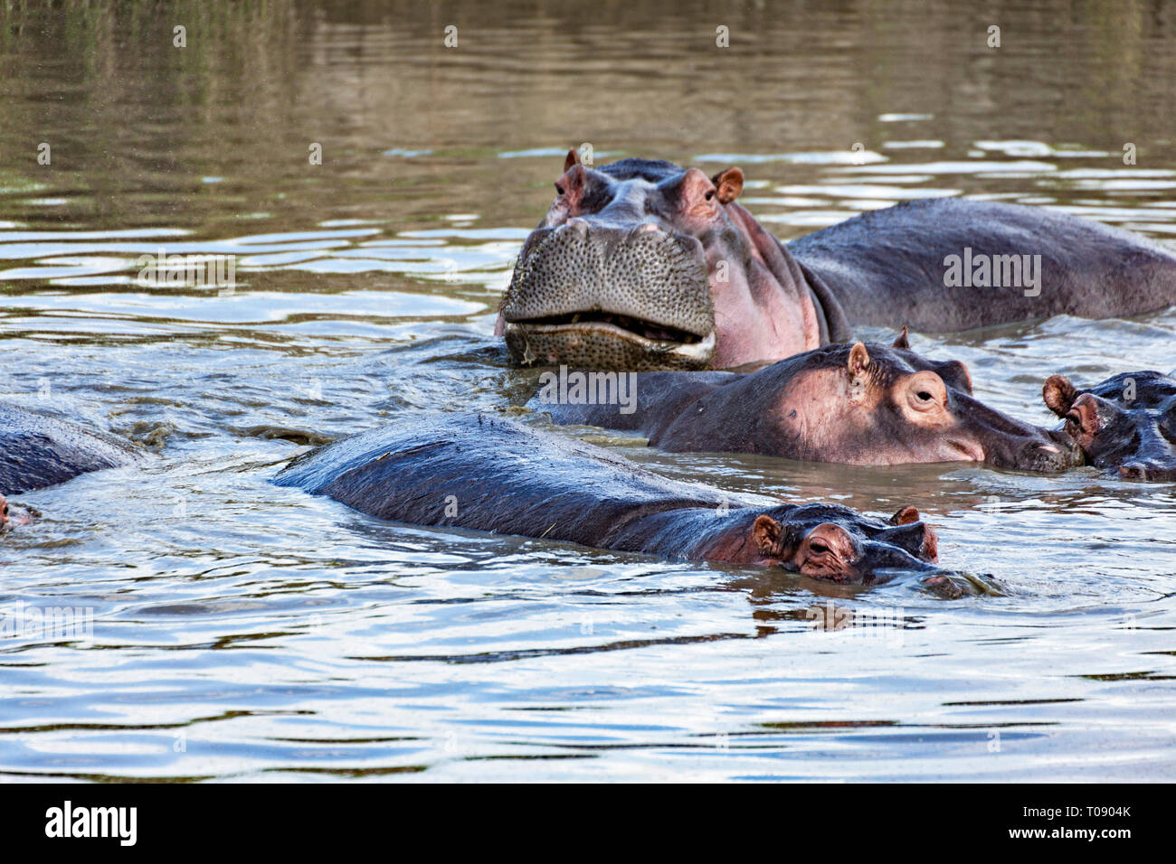 Bloat of hippos hi-res stock photography and images - Alamy