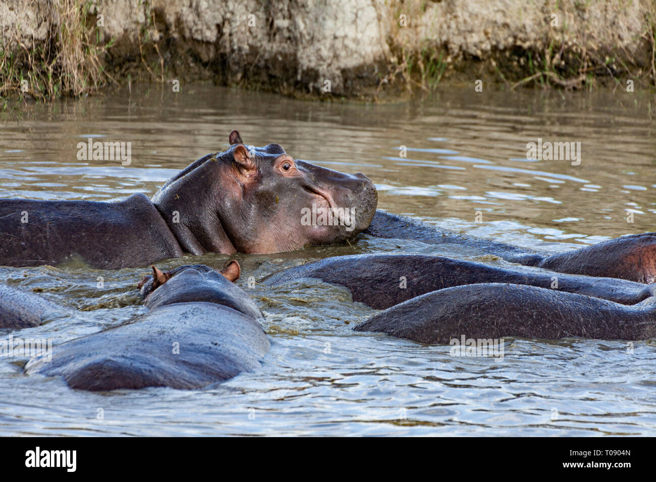 Bloat of hippos hi-res stock photography and images - Alamy