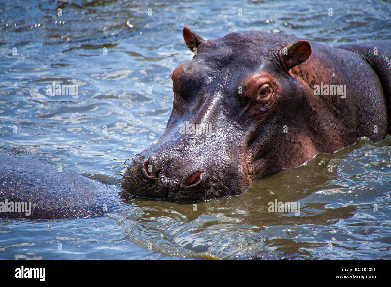 Hippopotamus smile hi-res stock photography and images - Alamy