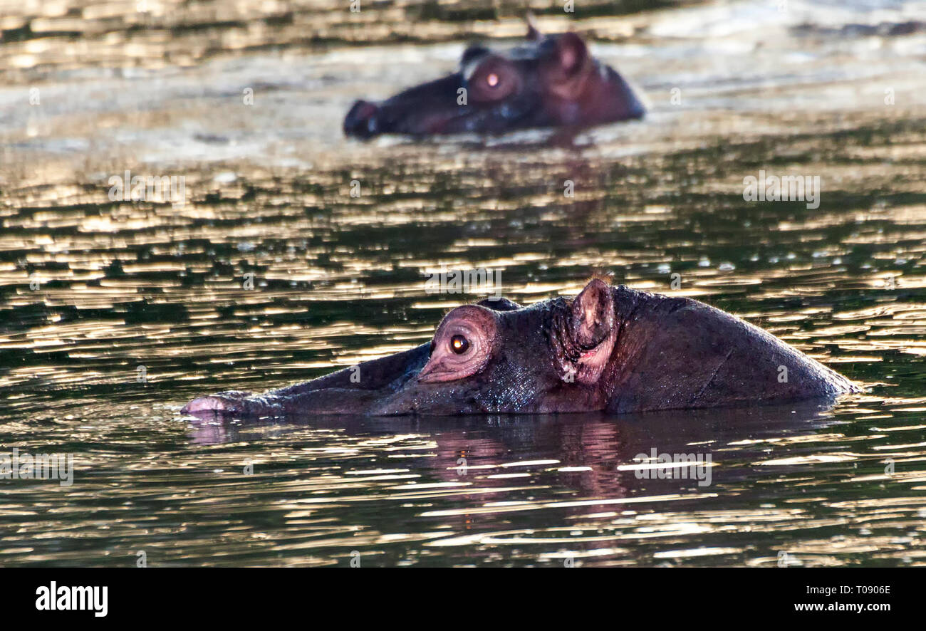 Crash of hippo hi-res stock photography and images - Alamy