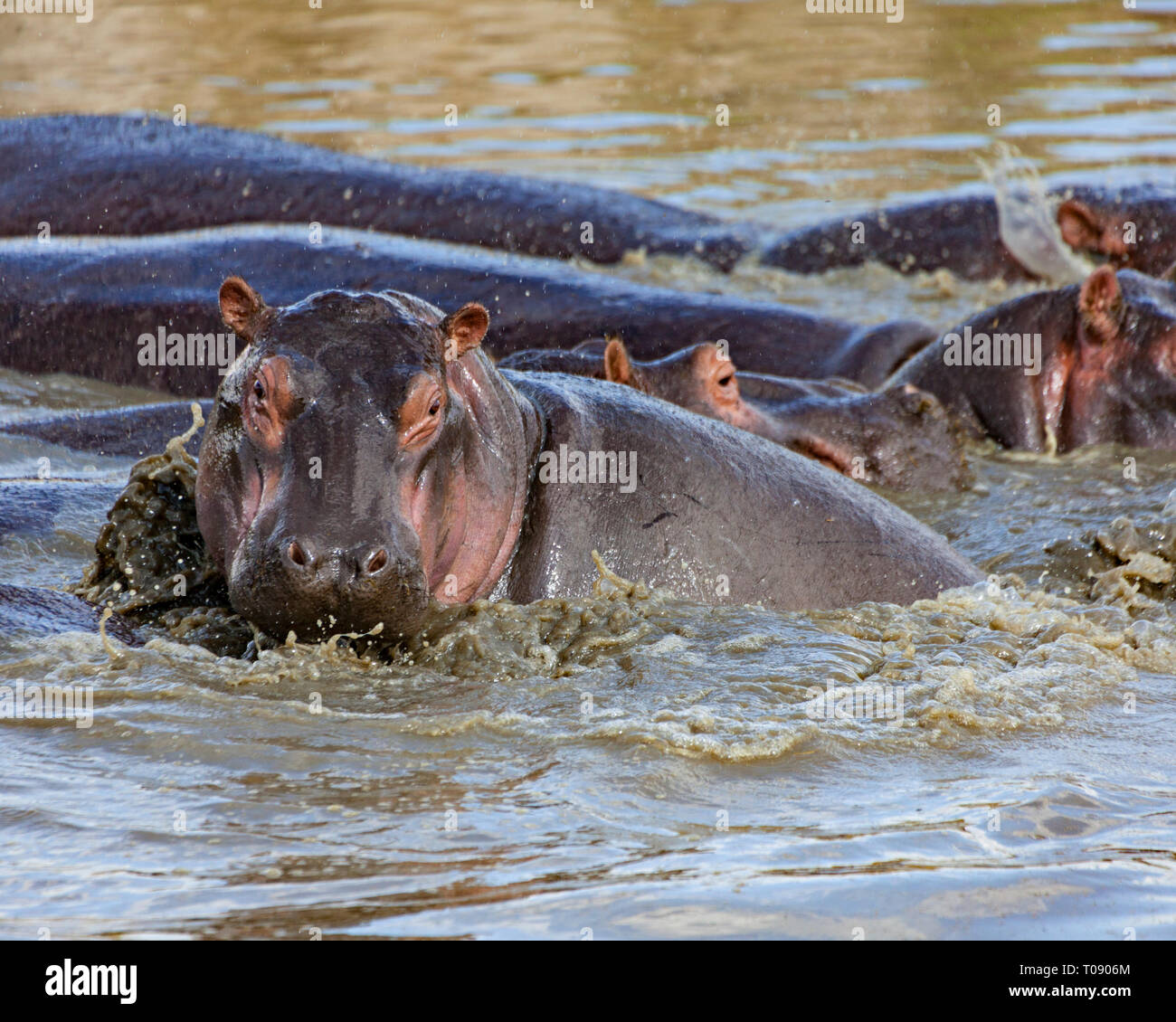 Bloat of hippos hi-res stock photography and images - Alamy